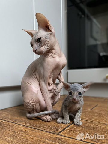 Котенок сфинкс