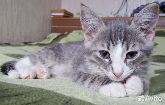 Котенок в хорошие руки