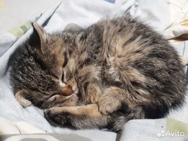 Котята в добрые руки бесплатно
