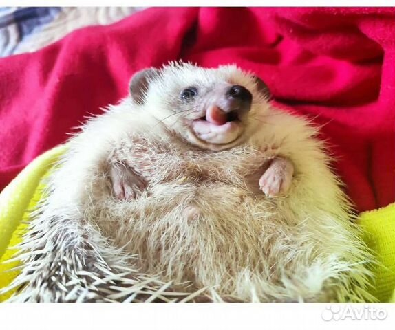 Африканский карликовый еж