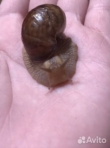 Улитки ахатины