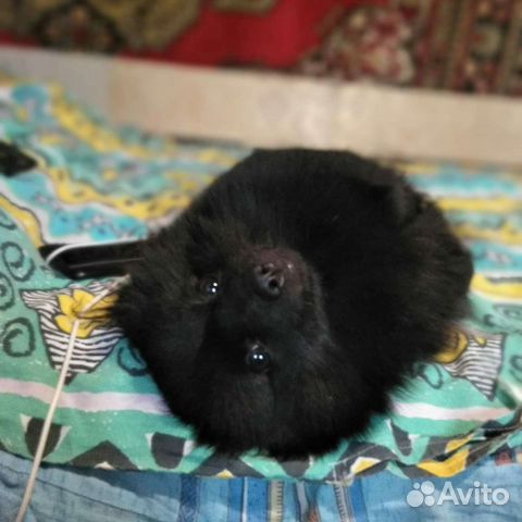 Померанский шпиц вязка девочка