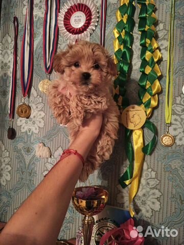 Мальтипу Ф1 mini Шикарный кукольный мальчик