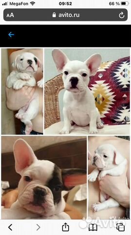 Французский бульдог