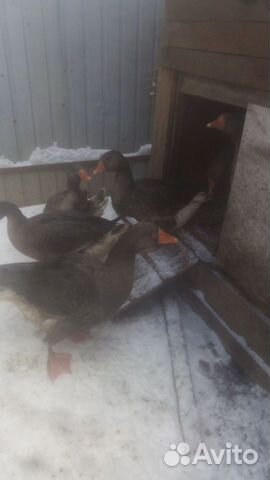 Семья гусей серых