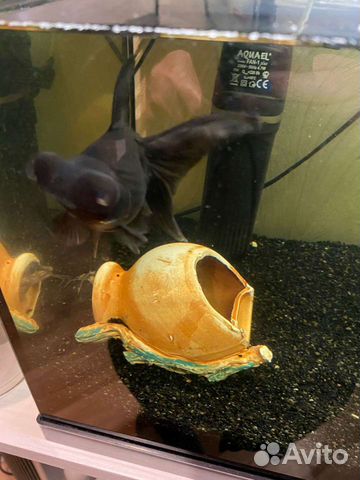 Рыбка Телескоп