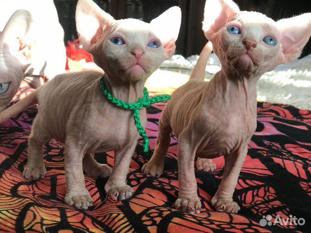 Канадский сфинкс девочка