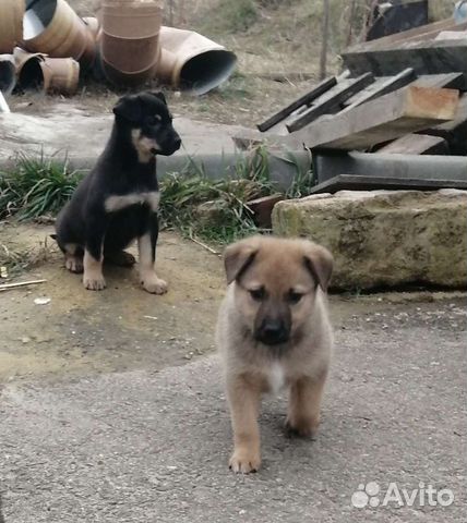 Собака