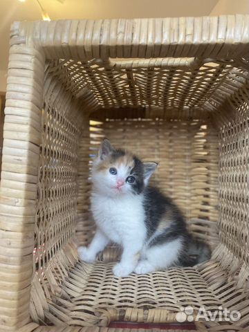 Трехцветный котёнок в добрые руки