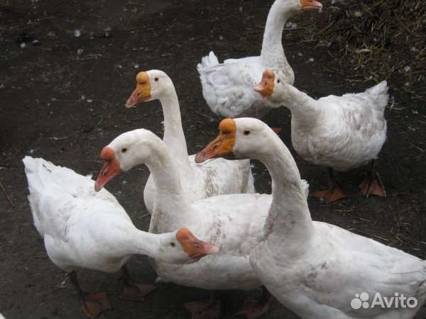 Гуси Линда живым весом