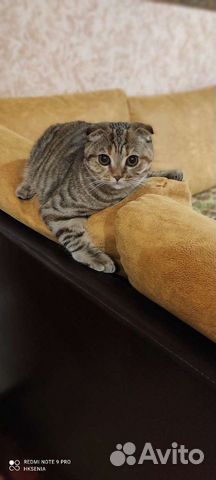Шотландская вислоухая кошечка