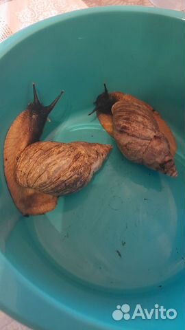 Улитки ахатины бесплатно