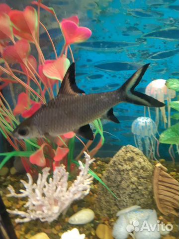 Рыба Акулий Балу в добрые руки