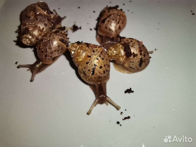 Улитки ахатины