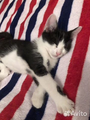 Котенок мальчик в доьрые руки