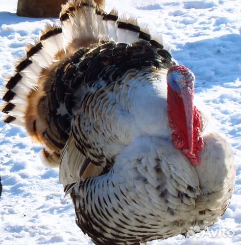 Индюки северокавказские семьи