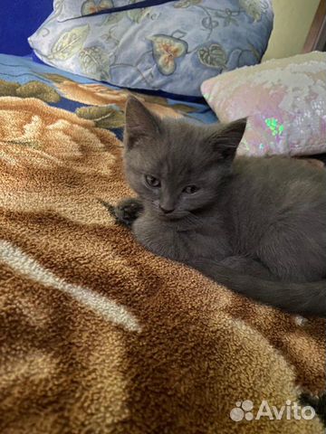 Британские котята