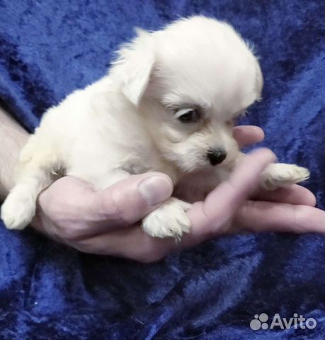 Девочка мини мальтийская болонка