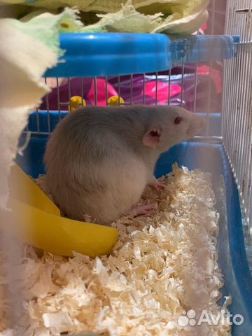 Крыса дамбо бесплатно