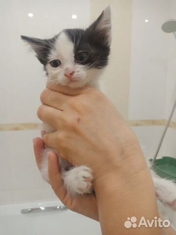2-х месячная кошечка Мышка