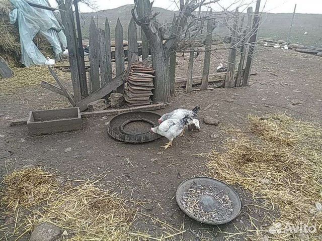 Куры и ндоутки