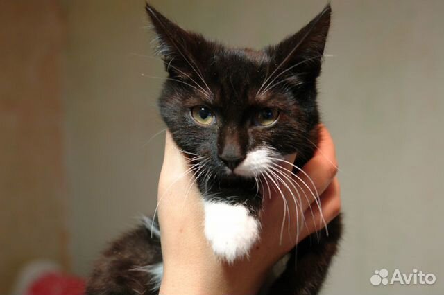 Нежный котёнок с янтарными глазками ищет Вас