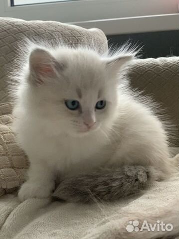 Невская маскарадная кошечка