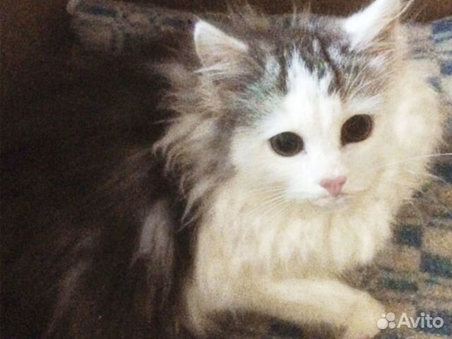 Котенок 3,5 м Белоснежка