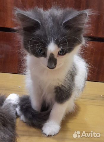 Котята в добрые руки бесплатно