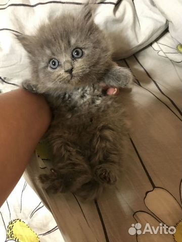 Британская кошка