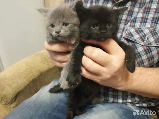 Котята в добрые руки мальчики приучены к лотку