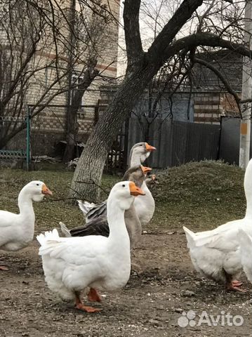Продам холмогорских гусей