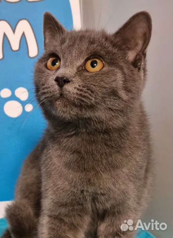 Котёнок с янтарными глазами