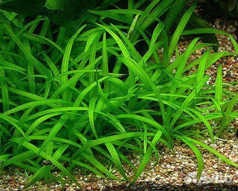 Аквариумные растения, прополка