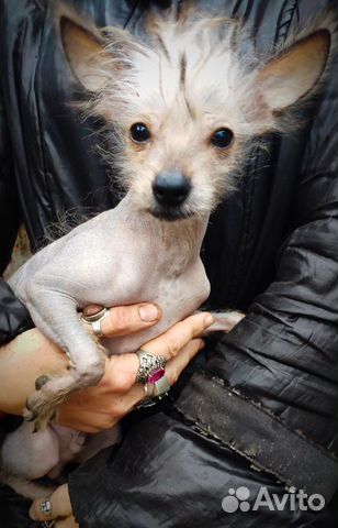 Китайская хохлатая