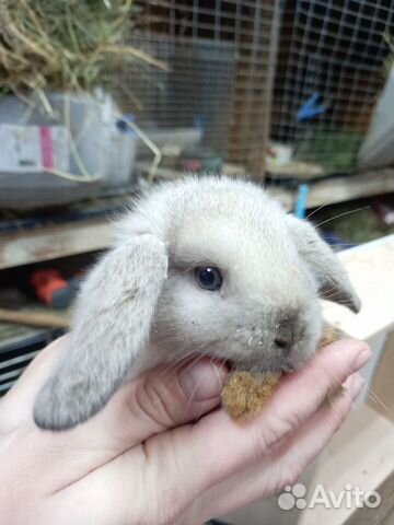 Декоративные крольчата