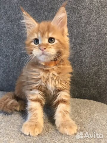 Кошечка Барби из питомника