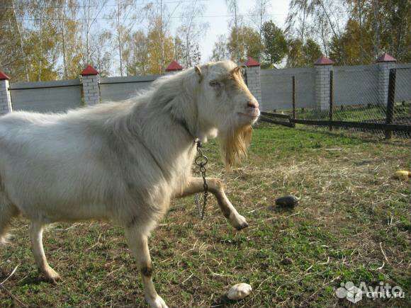 Козел Ламанча