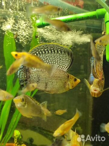 Моллинезия велифера