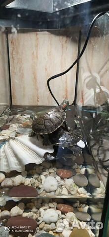 Черепашки красноухие