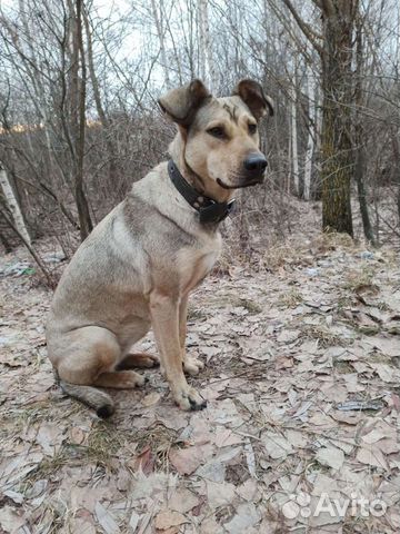 Ласковая собака в дар