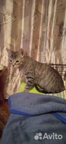 Котята в добрые руки мальчики