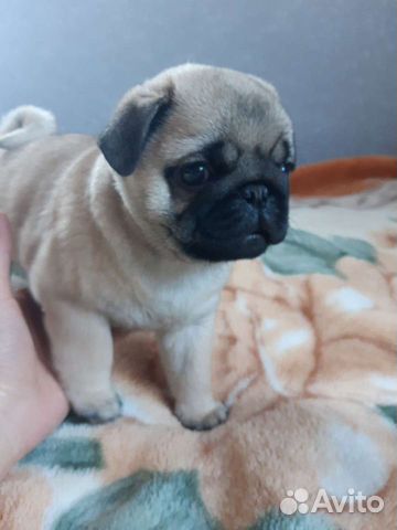 Щенки Мопса