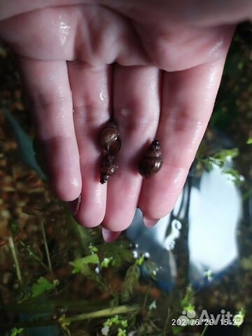 Обменяю или отдам аквариумных улиток Меланий