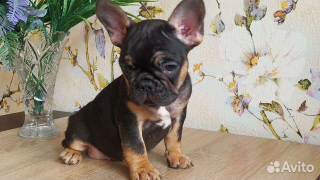Французский бульдог щенки