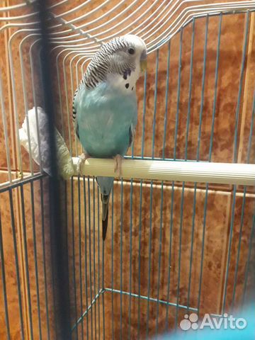 Волнистый попугай самец