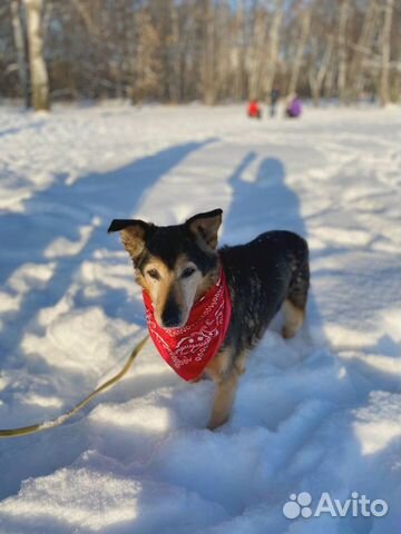 Собаки бесплатно в добрые руки