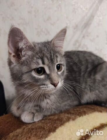 Котенок ищет дом