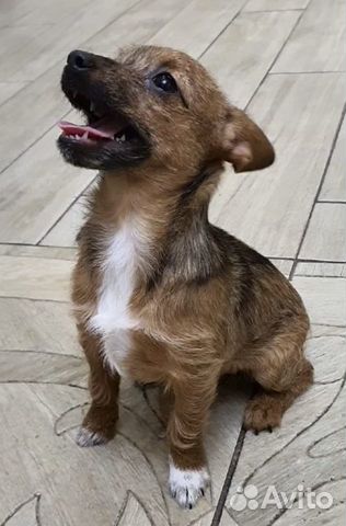 Отдаю в добрые руки