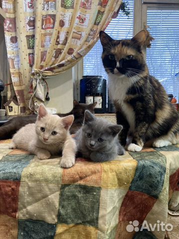 Котята метисы